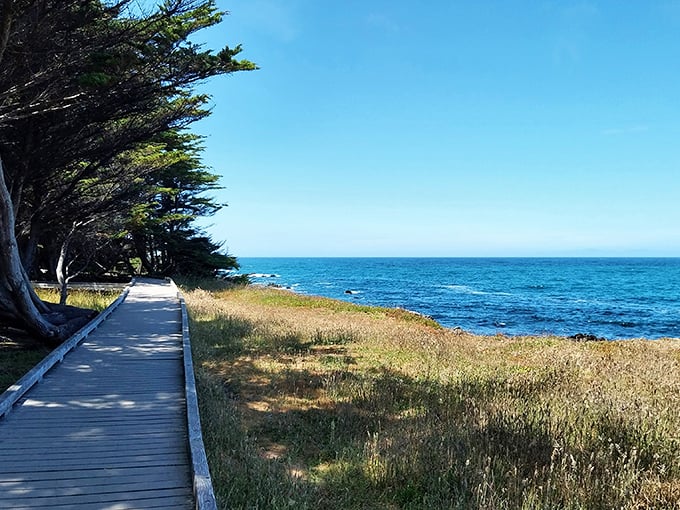 Where the forest meets the sea &ndash; this coastal boardwalk offers more drama than your favorite soap opera, but with better scenery.