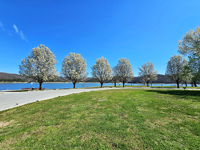 Blooming dogwoods line the shoreline like nature's welcome committee, their white flowers standing sentinel against Kentucky's bluest water.