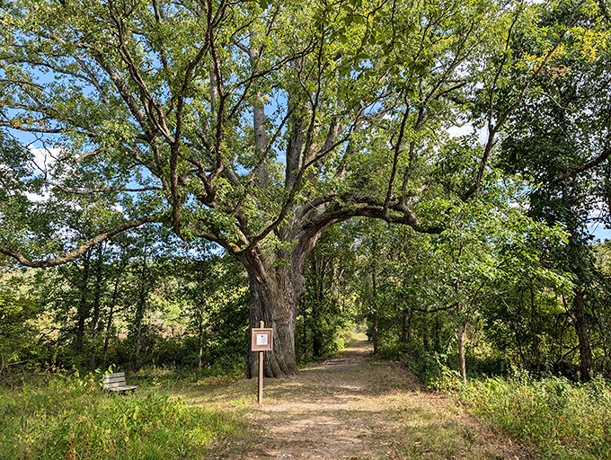 This ancient sentinel guards the trail entrance like a woodland doorman. "Password?" it seems to ask. "Just a love of adventure, thanks."