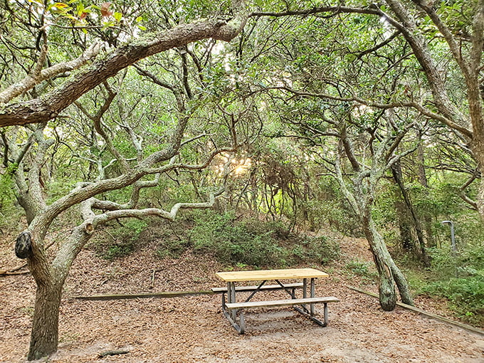 Nature's own sculpture garden where trees twist and turn like dancers frozen in time. This secluded picnic spot offers a front-row seat to wilderness theater.