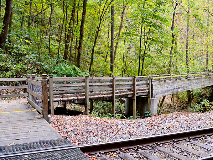 Nature's wooden walkway invites you deeper into the forest, where fallen autumn leaves create a rustic carpet alongside the historic railway tracks.
