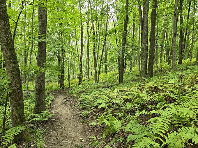 A winding trail invites hikers through lush ferns and vibrant summer greenery at Chippewa Moraine's peaceful forest sanctuary.