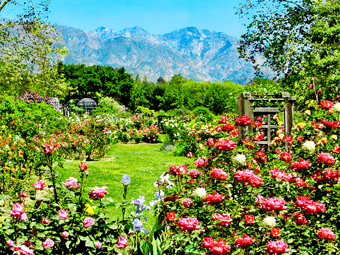 The San Gabriel Mountains create nature's perfect backdrop for Descanso's rose garden. Even Monet would trade his water lilies for this view.