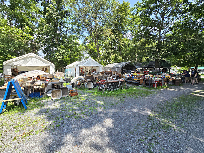 Dappled sunlight filters through towering trees, creating nature's spotlight on tables laden with yesterday's treasures awaiting rediscovery.