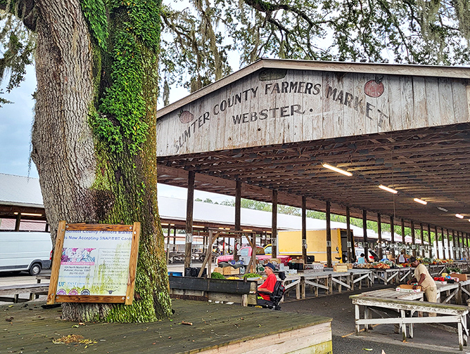Rustic charm meets fresh produce at the Sumter County Farmers Market section. Beneath weathered wooden beams, local growers transform ordinary Monday mornings into extraordinary treasure hunts for nature's bounty.