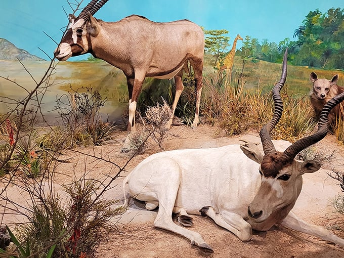 The African savanna comes to South Carolina! These antelope specimens showcase the museum's remarkable attention to detail in their natural habitat displays.