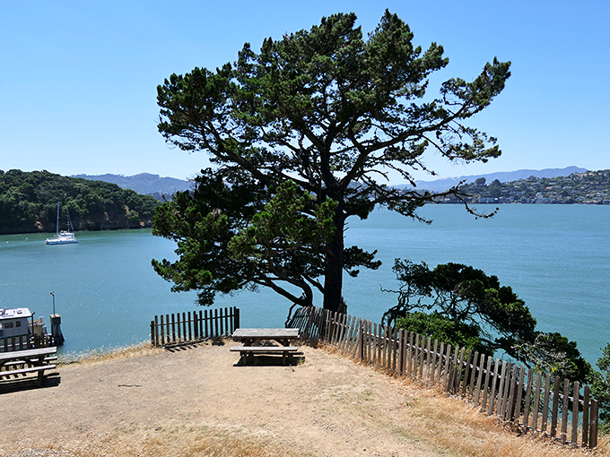 A lone picnic table beneath a windswept pine offers the Bay Area's most exclusive dining view. No reservation system could compete with this natural perfection.
