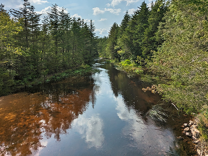 Cedar Creek winds through the pine forests like nature's own lazy river, its tea-colored waters reflecting centuries of Pine Barrens history.