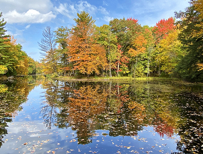 Nature's autumn masterpiece unfolds at Brunet Island, where every golden leaf seems to have found its perfect place in this watercolor reflection.