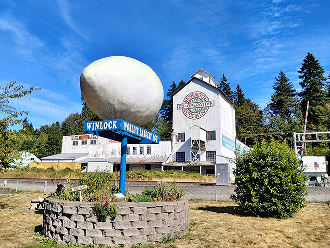The magnificent World's Largest Egg stands proudly on its blue pedestal, a gleaming white monument to Winlock's poultry past against the historic co-operative building.