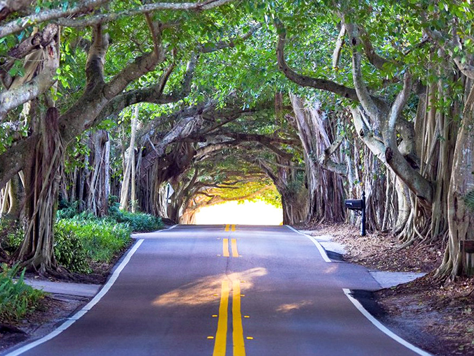 Mother Nature's cathedral ceiling. These majestic trees have been high-fiving each other across the asphalt for generations.