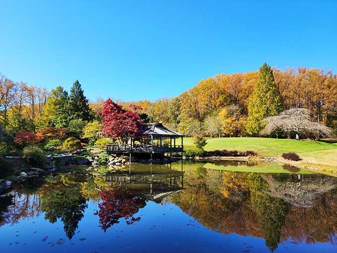 The Japanese Garden's reflection pool creates a mirror image so perfect, you'll question which side is real.