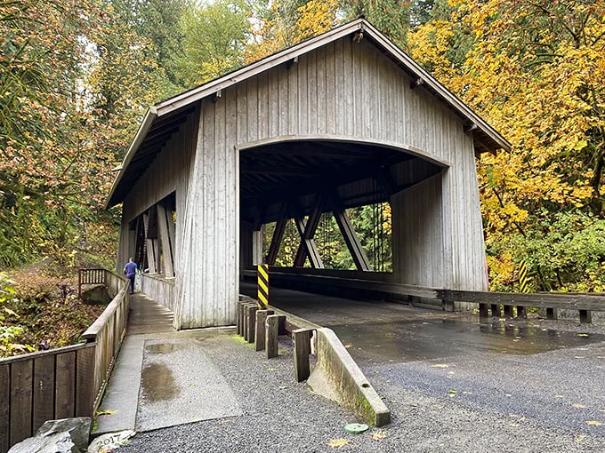 The Cedar Creek Covered Bridge stands like a wooden time capsule, its weathered siding framed by autumn's golden display.