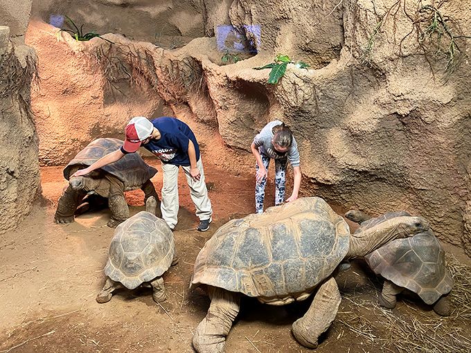A triceratops lurks among Pennsylvania trees, looking ready to charge despite being extinct for 65 million years. Jurassic Park without the running and screaming!