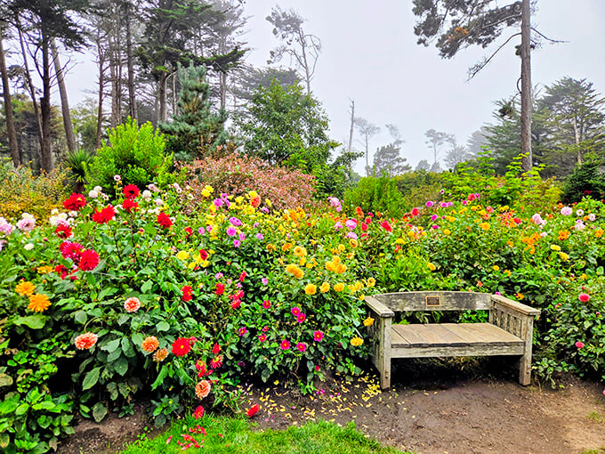 A weathered bench surrounded by dahlias that would make Martha Stewart weep with joy.