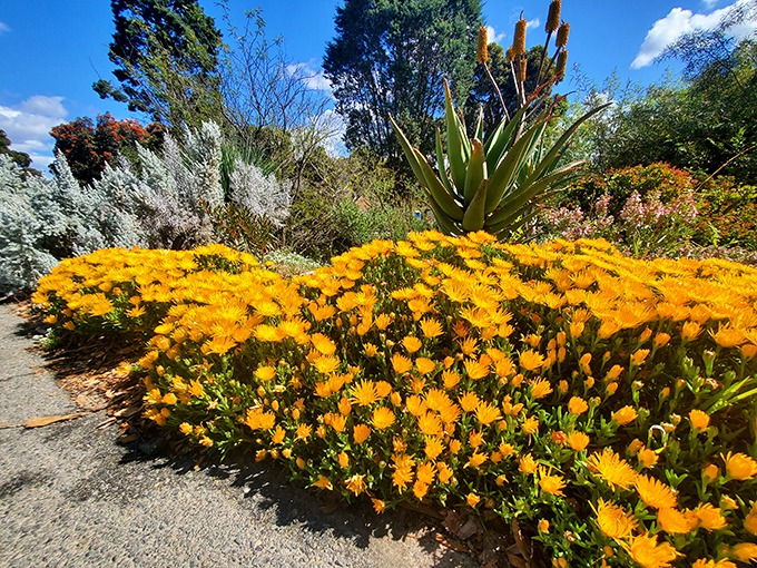 Vibrant yellow blooms create a sunshine carpet even on cloudy days. California's answer to "walking on sunshine" is strolling past these beauties.