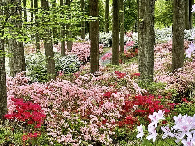Nature's color palette gone wild! Thousands of azaleas create a magical carpet beneath towering trees, like walking through an impressionist painting come to life.
