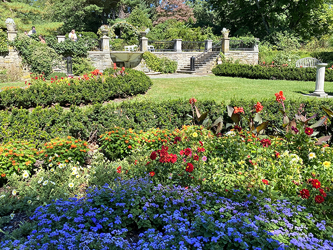 A symphony of colors unfolds in the formal gardens, where vibrant blue lobelia creates a stunning foreground to the classical stone terraces beyond.