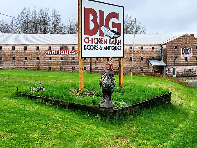 Standing sentinel like the world's most determined yard ornament, this rooster guards Maine's most impressive collection of yesterday's treasures.