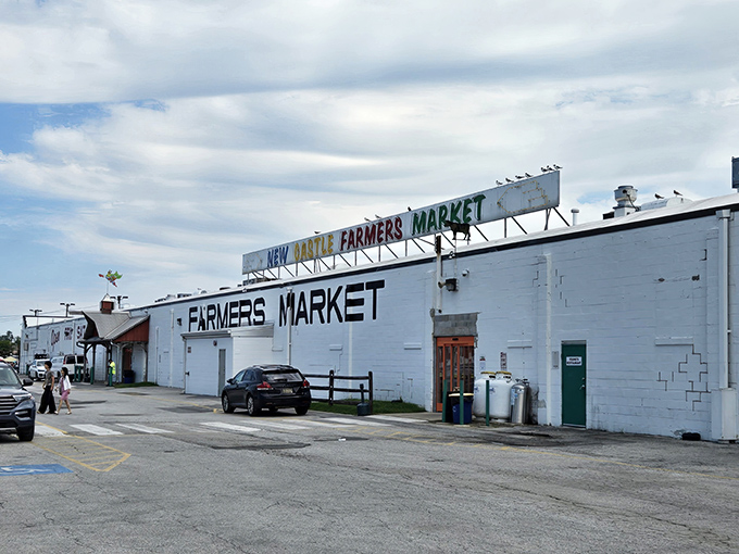 Where bargain hunters and treasure seekers converge. The weathered sign and birds perched above seem to whisper, "Come in, the deals are waiting."