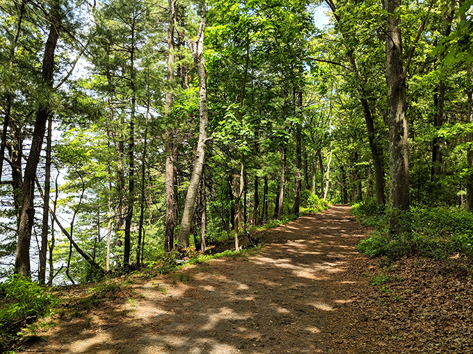 Nature's cathedral: Dappled sunlight filters through centuries-old trees, creating a magical tunnel effect along Goddard Park's most photogenic walking trail.
