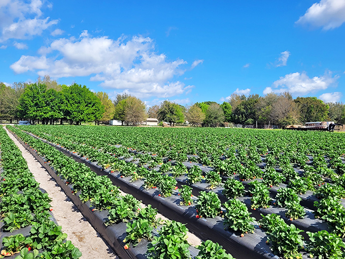 Nature's candy factory at work&mdash;perfectly aligned strawberry rows under Florida's impossibly blue sky create an agricultural masterpiece.
