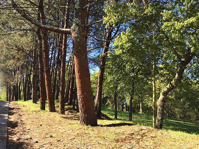 Ancient forests meet endless horizons where trees have been standing guard longer than your family tree exists.