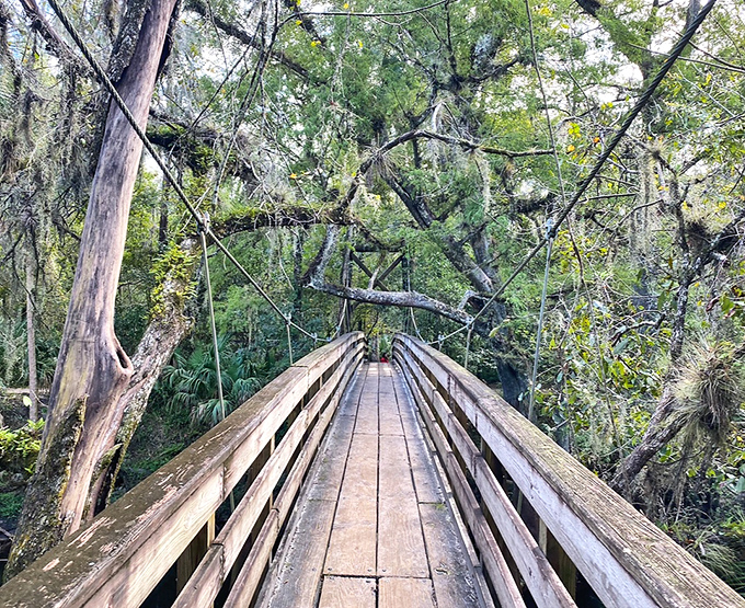 The suspension bridge at Hillsborough River State Park invites you into a world where Florida shows off its wild side, no mouse ears required.