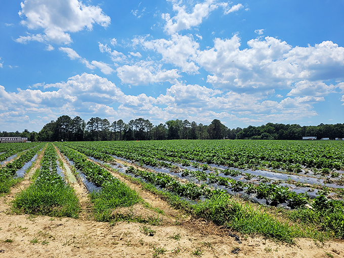 Rows of green stretching toward the horizon under Carolina blue skies&mdash;nature's geometry lesson with a delicious final exam.