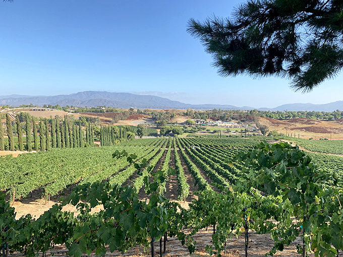 Nature's geometry lesson: Perfectly aligned vines stretch toward distant mountains, creating a living tapestry that changes with each season.