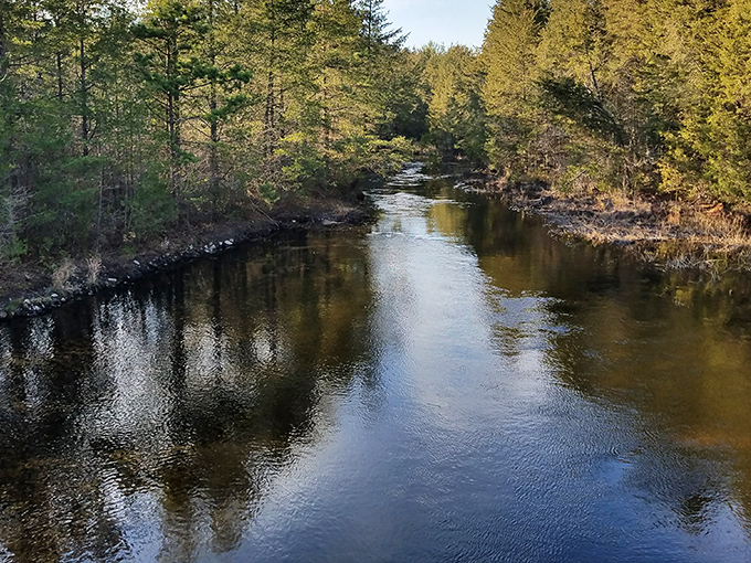 Cedar Creek winds through the pine forests like nature's own lazy river, its tea-colored waters reflecting centuries of Pine Barrens history.