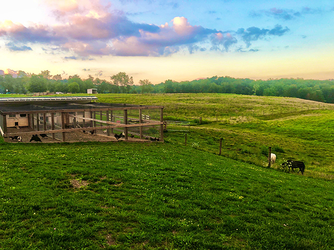 Rolling pastures meet morning mist at Malabar Farm, where happy livestock roam and city slickers remember what real food production looks like
