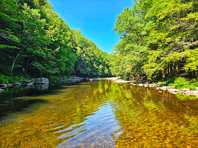 Crystal-clear waters of Loyalsock Creek wind through towering trees, creating nature's perfect mirror. Summer's best swimming hole awaits.