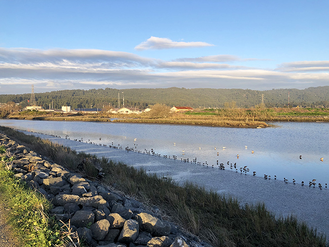 Birds line up with military precision at Arcata Marsh, nature's most orderly convention against the backdrop of Humboldt's rolling hills.