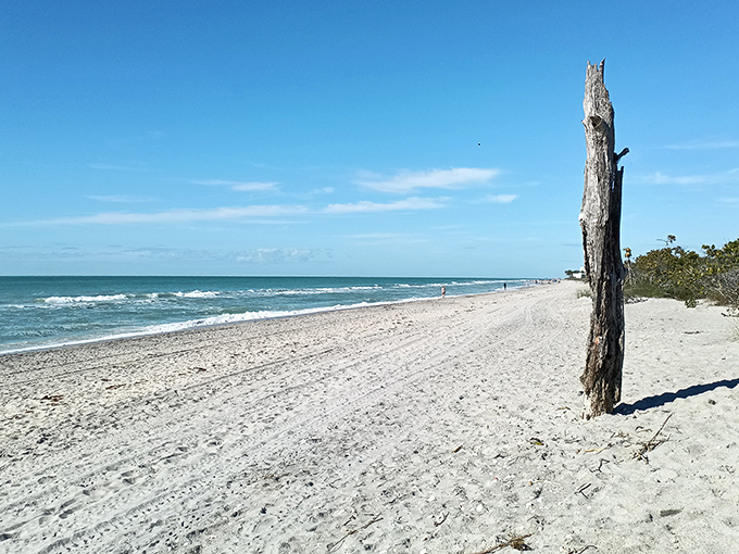 The pristine shoreline stretches like nature's welcome mat, with that weathered stump standing sentinel over paradise. Florida's best-kept secret awaits.