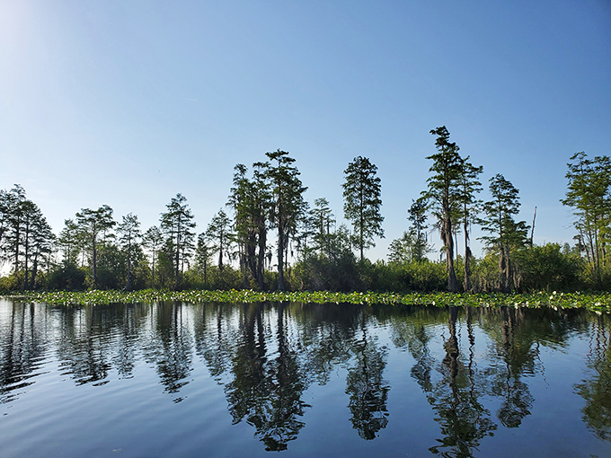 Mirror, mirror on the water&mdash;cypress trees create perfect reflections in the blackwater swamp, nature's own infinity pool in the heart of Okefenokee.