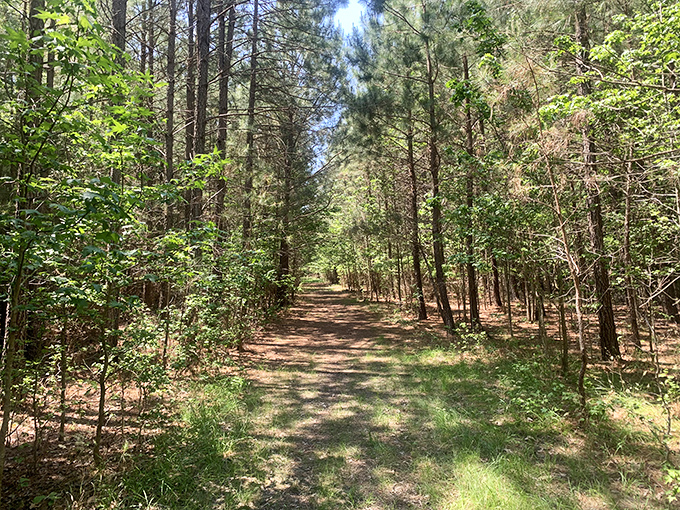 Pine-lined trails at Franklin Point invite you to leave stress behind with every step into nature's embrace.