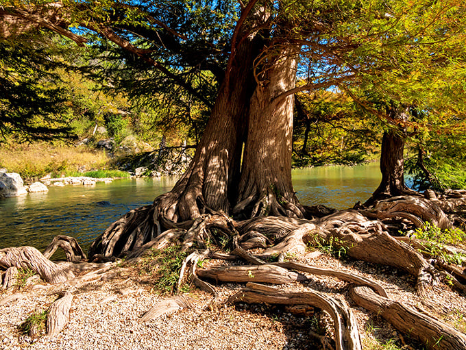 Ancient cypress trees with exposed roots grip the riverbank like nature's sculpture, creating a scene straight out of a fantasy novel.