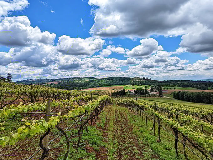 Rolling hills of grapevines stretch toward distant mountains like nature's own green carpet masterpiece.
