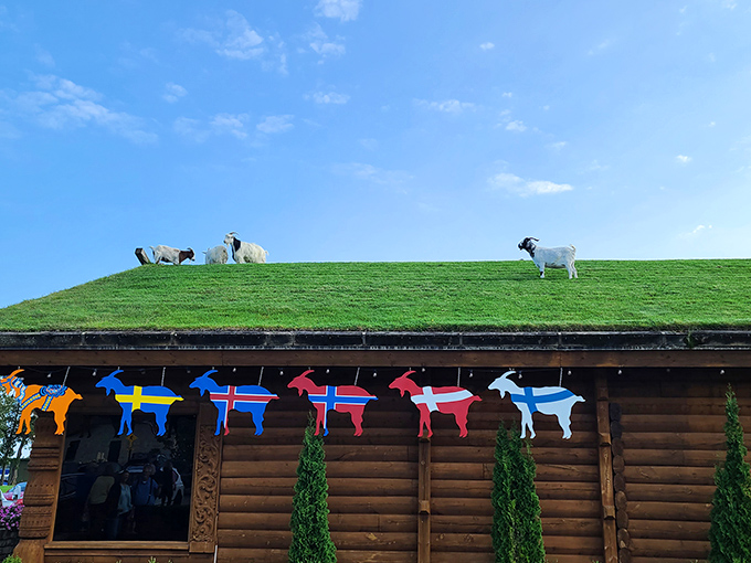Scandinavian flags and rooftop goats &ndash; where else but Door County could this combination seem perfectly logical and utterly charming?