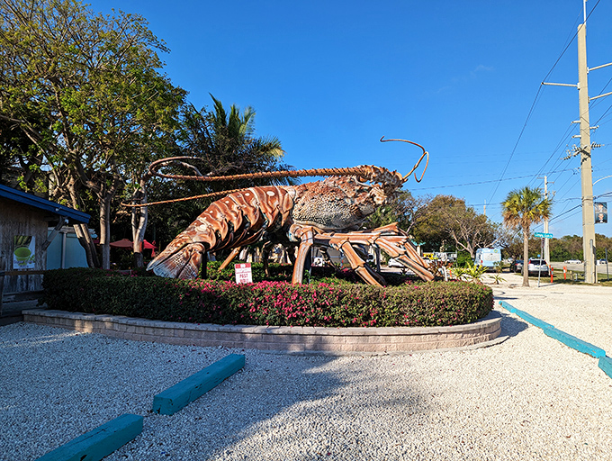 The undisputed monarch of the Overseas Highway, this 30-foot spiny lobster commands attention with its weathered orange exoskeleton and impressive antennae reaching skyward.