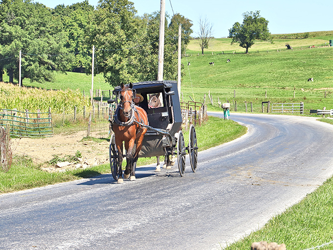 The quintessential Amish Country postcard: a horse-drawn buggy ambling down a country road where rush hour means waiting for the cows to cross.