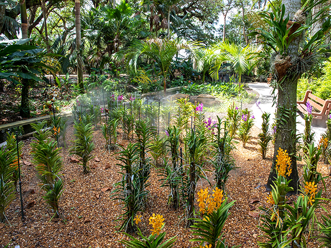 Nature's color palette on full display. These vibrant tropical blooms create a living tapestry that would make even Monet reach for his paintbrush.