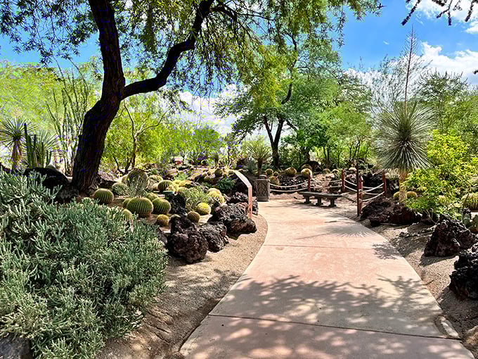 Nature's architects have outdone themselves here. Smooth pathways invite exploration while spiny sentinels stand guard, creating desert theater at its finest.