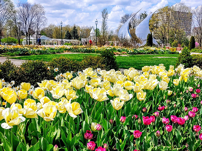 Spring explodes in technicolor glory at Franklin Park Conservatory, where tulips stage their annual rebellion against Ohio's winter memories.