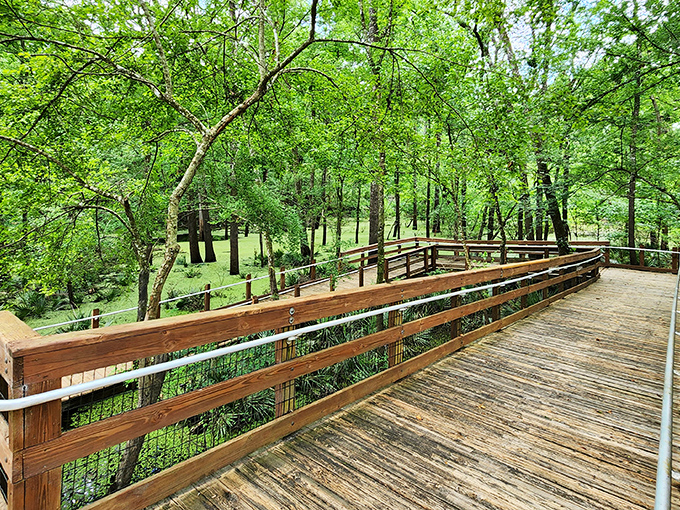 Nature's wooden catwalk invites you to stroll above the lush greenery, like a runway model showing off Florida's finest natural fashion.