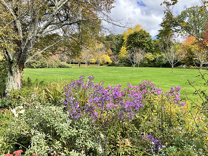 The botanical gardens at Ringwood State Park burst with autumn color, where purple asters stand guard over emerald lawns like nature's own welcoming committee.