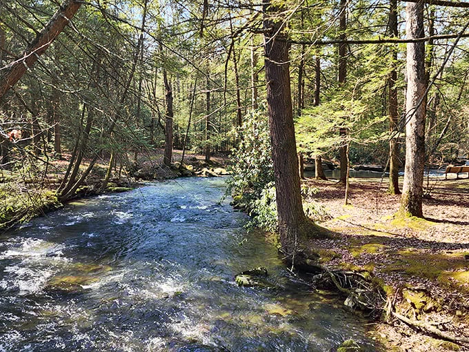 Nature's perfect corridor: towering pines create a majestic entrance to Reeds Gap that feels like walking into a cathedral designed by Mother Nature herself.
