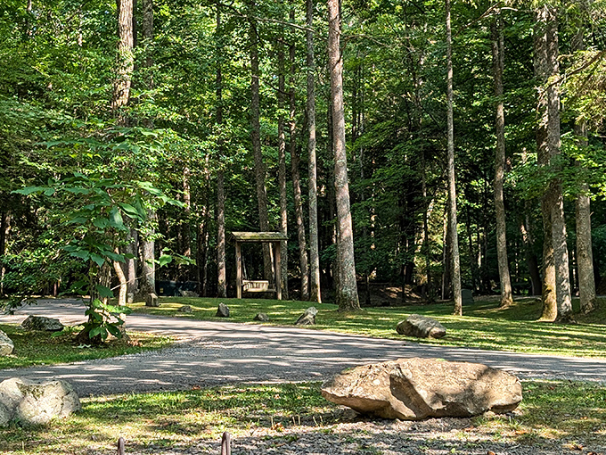 Nature's cathedral awaits at the park entrance, where towering trees create dappled sunlight patterns that no Instagram filter could improve upon.