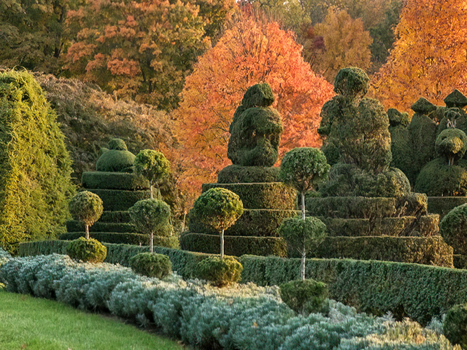 Nature's sculptors at work: topiary figures stand like green sentinels against autumn's fiery backdrop, creating a surreal living art gallery.
